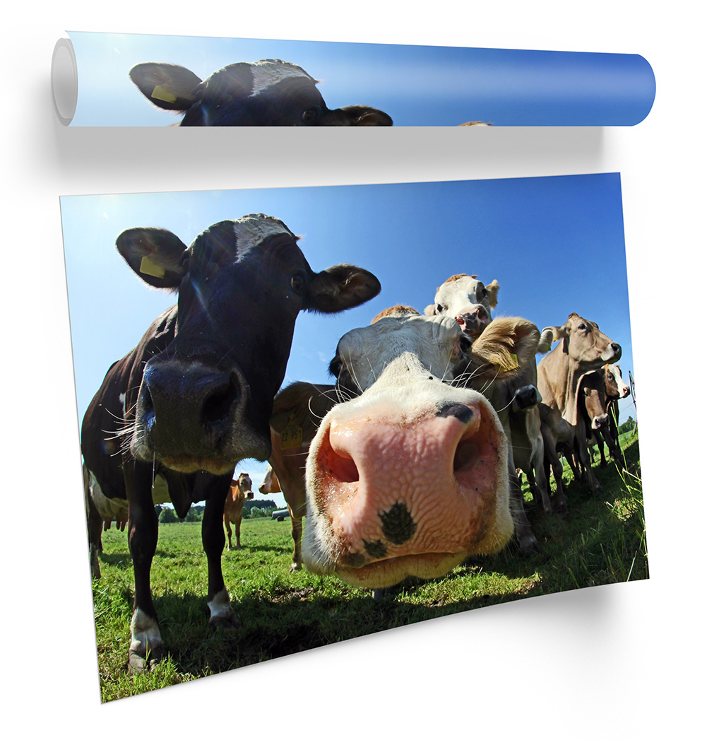 Funky Cow Face Farm FRAMED ART PRINT Picture Poster Artwork | eBay